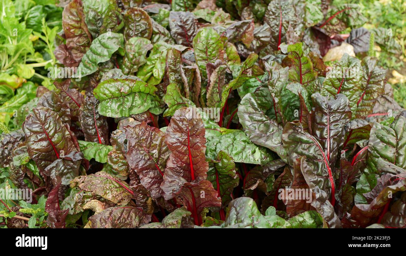 Chard red green bio leaves white swiss Beta vulgaris garden farm ...