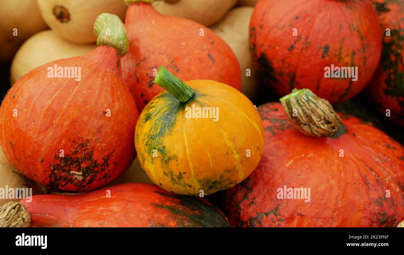 Pumpkin harvest hokkaido pile harvesting Cucurbita maxima pepo red kuri ...