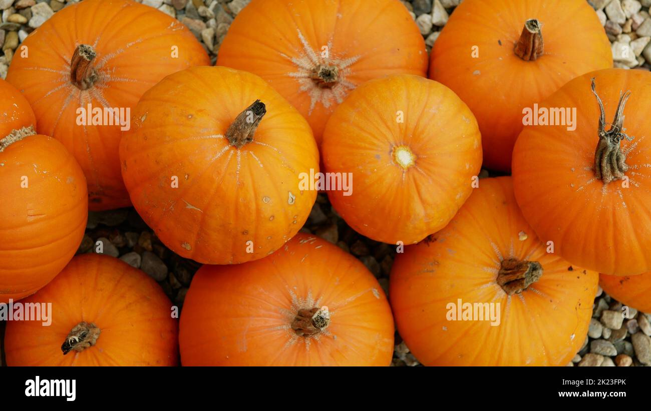 Pumpkin harvest hokkaido pile harvesting Cucurbita maxima pepo red kuri ...