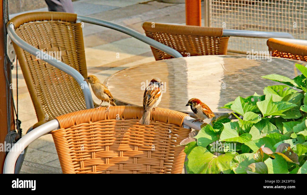Birds in a garden area in Moscow, Russian Federation Stock Photo - Alamy