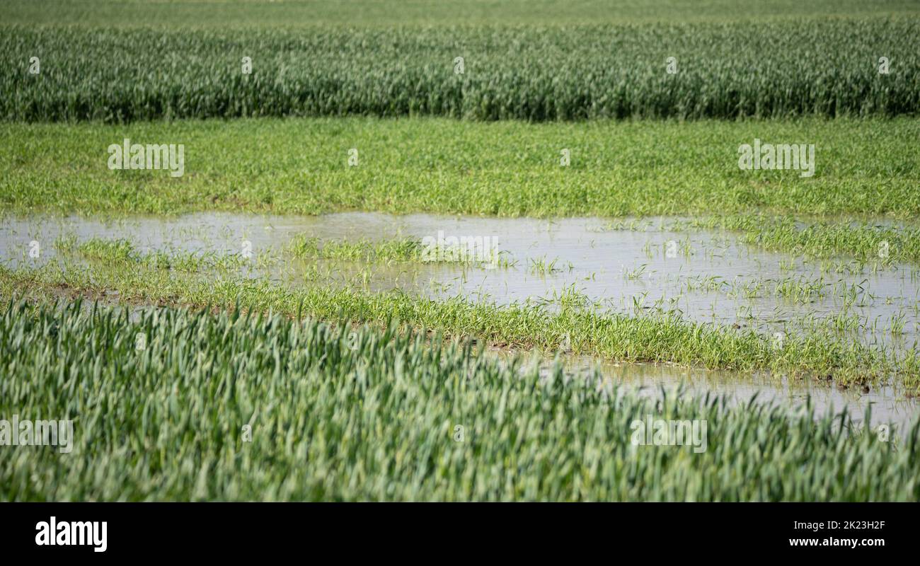 A field of wheat flooded with water. No drainage in the wheat ...