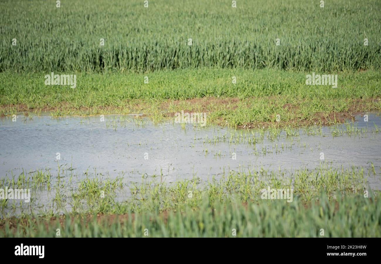 A field of wheat flooded with water. No drainage in the wheat ...