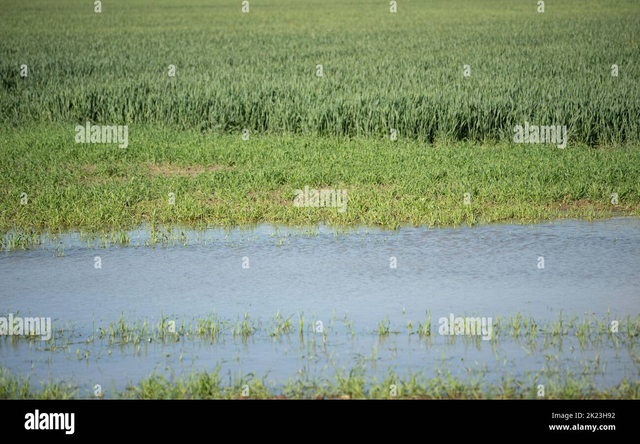 A field of wheat flooded with water. No drainage in the wheat ...