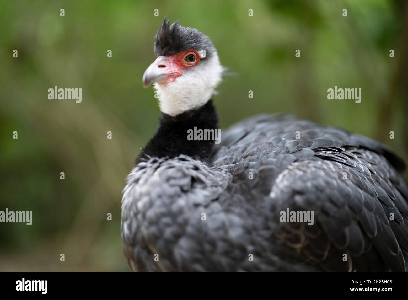 Northern screamer chauna chavaria hi-res stock photography and images ...