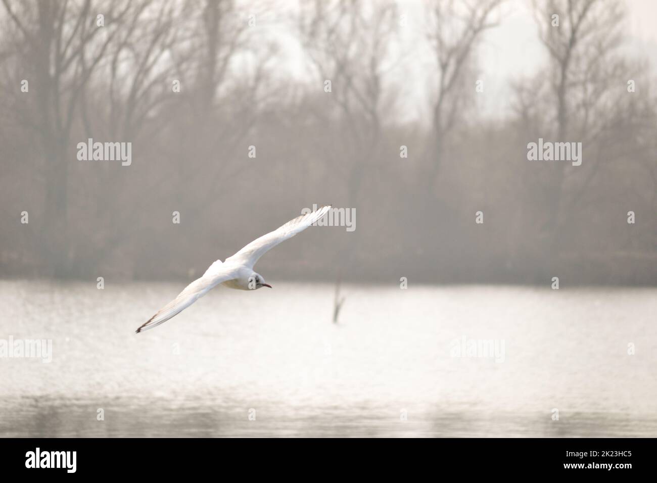 A river gull above the water surface of the Danube River Stock Photo ...