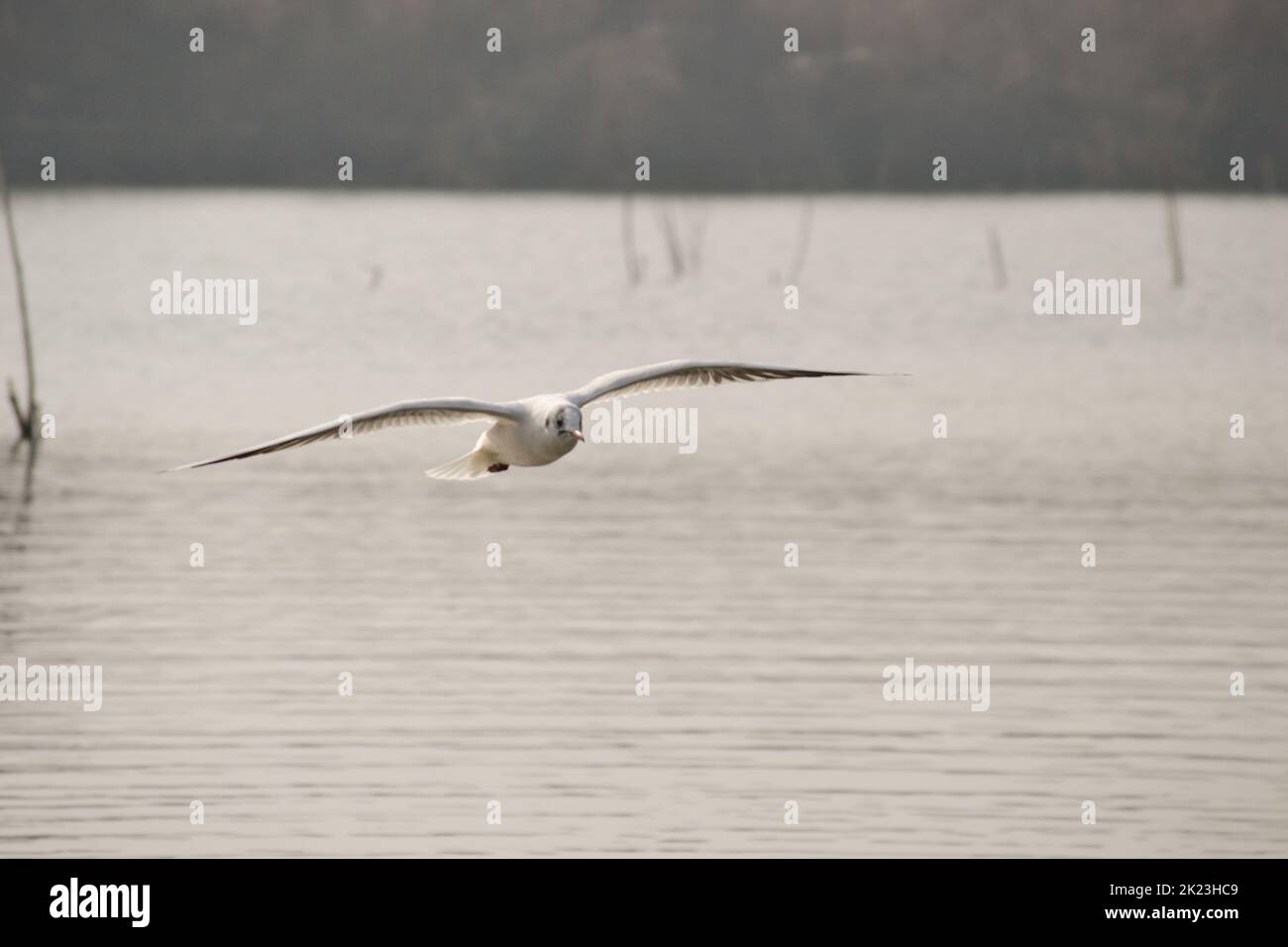 A river gull above the water surface of the Danube River Stock Photo ...