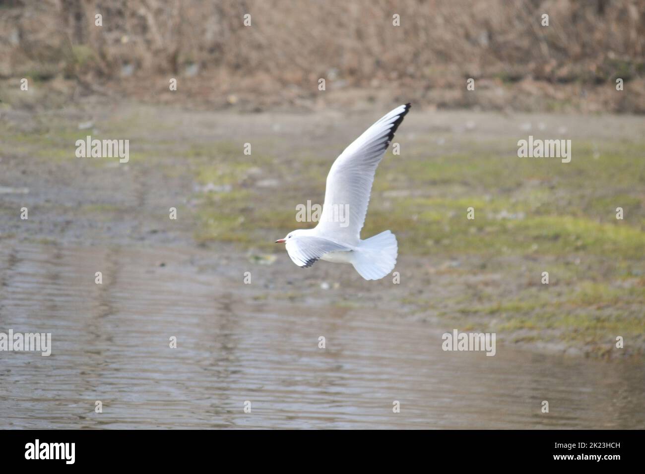 A river gull above the water surface of the Danube River Stock Photo ...