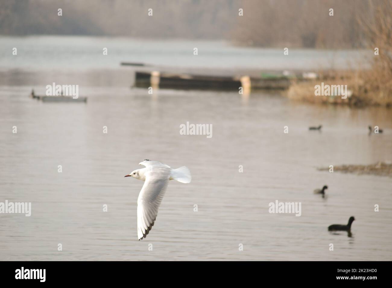 A river gull above the water surface of the Danube River Stock Photo ...