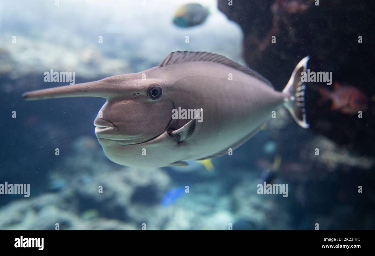 Whitemargin unicornfish, Naso annulatus Stock Photo - Alamy