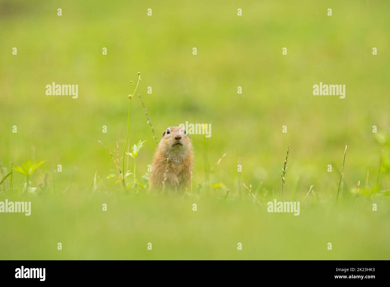 European ground squirrel moving on the meadow. Skillful squirrels. European wildlife nature ...