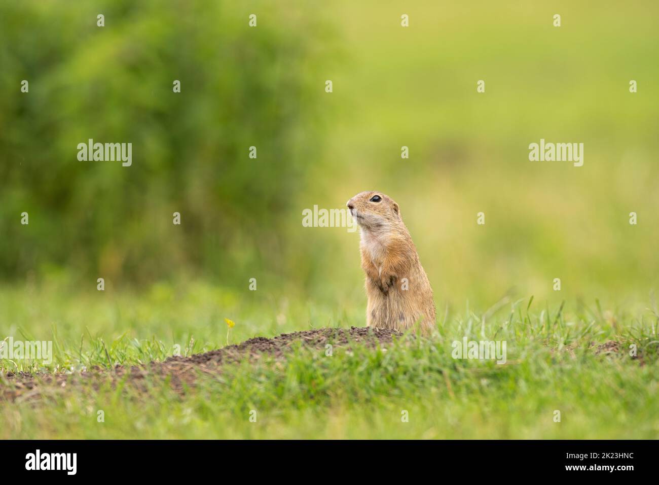 European ground squirrel moving on the meadow. Skillful squirrels ...
