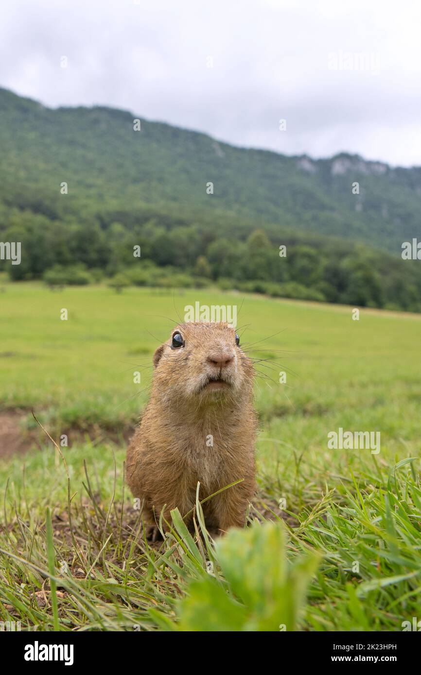 European ground squirrel moving on the meadow. Skillful squirrels ...
