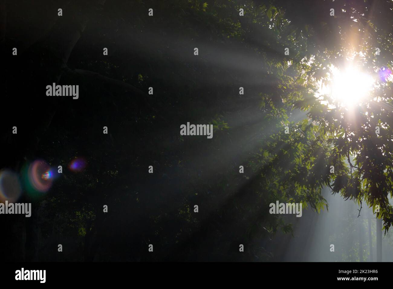 Sunrays through the leaves. Nature background photo. Overexposed effect ...