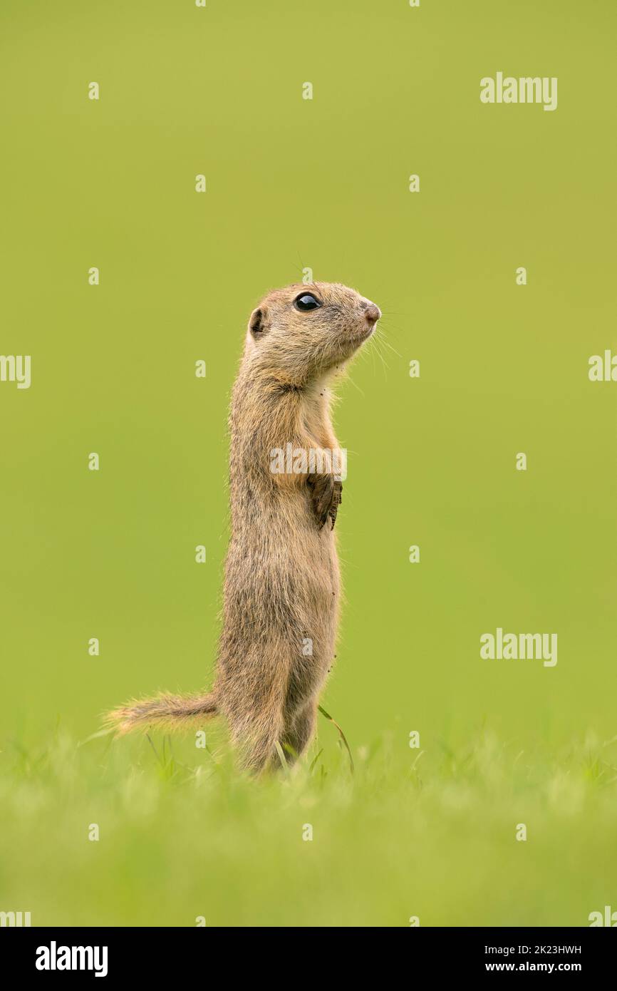 European ground squirrel moving on the meadow. Skillful squirrels. European wildlife nature ...