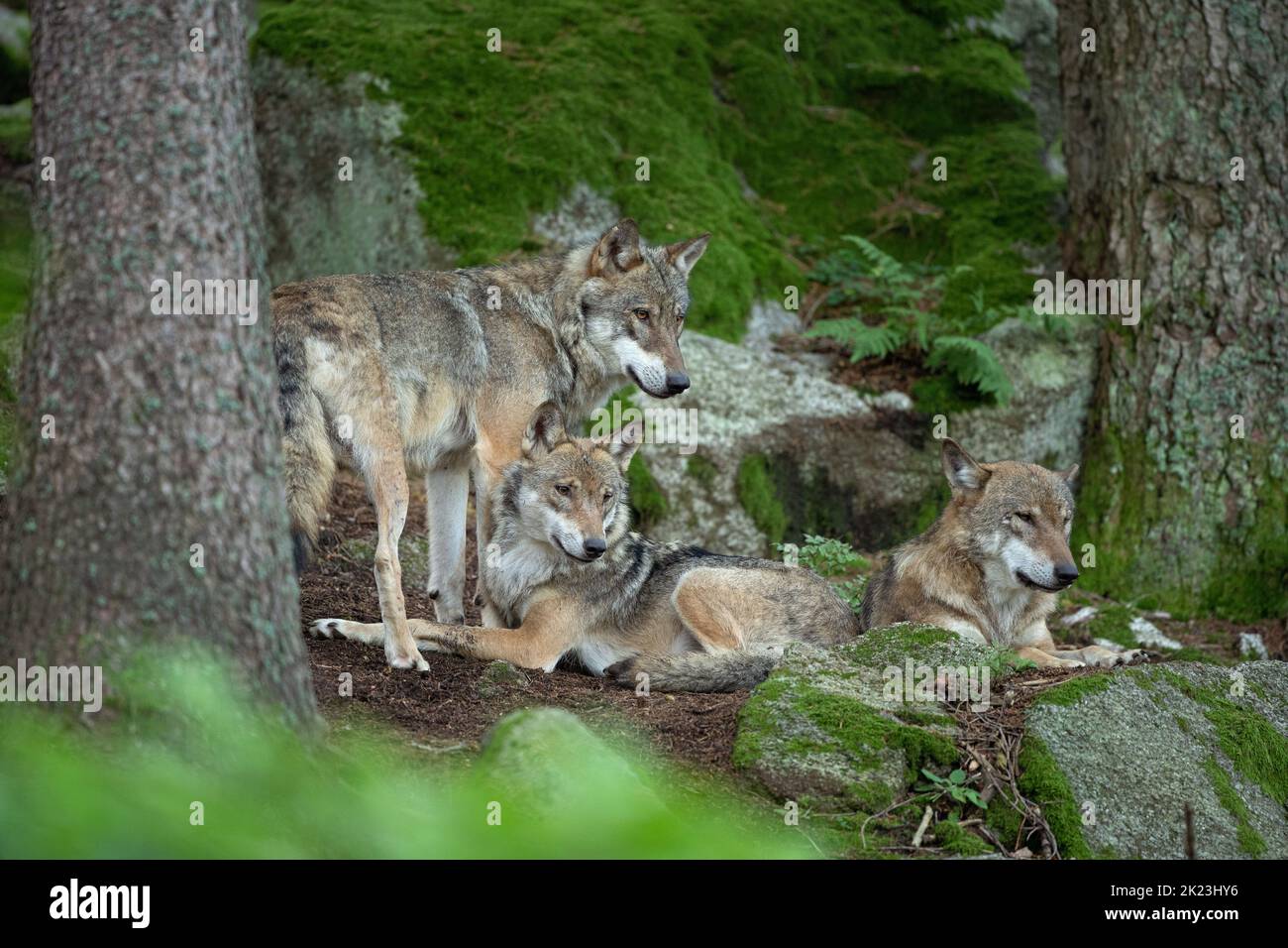 Eurasian wolf, hiding in the forest. Wolf during morning rest. Europe ...