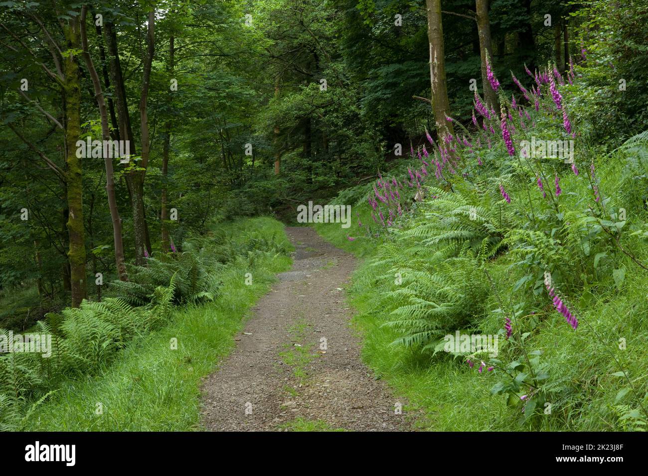 Woodland walk foxgloves hi-res stock photography and images - Alamy