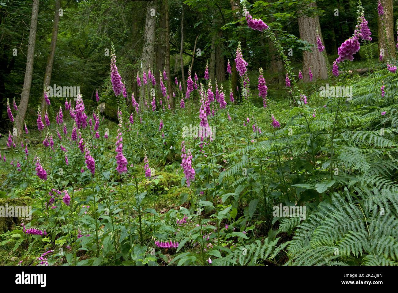Foxgloves growing by the footpath around Rydal Water in the English ...