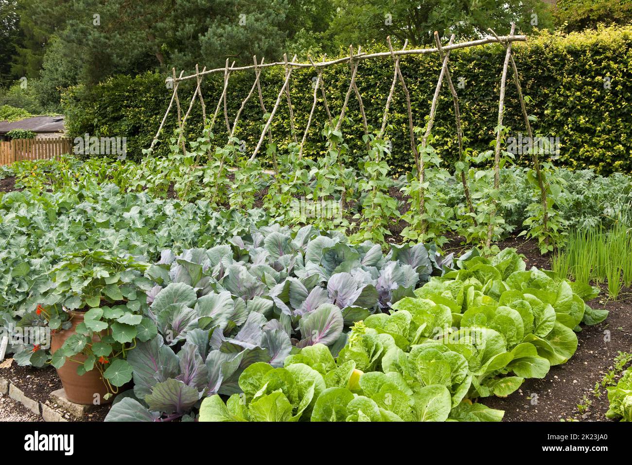 A well tended garden growing a variety of crops, England Stock Photo ...