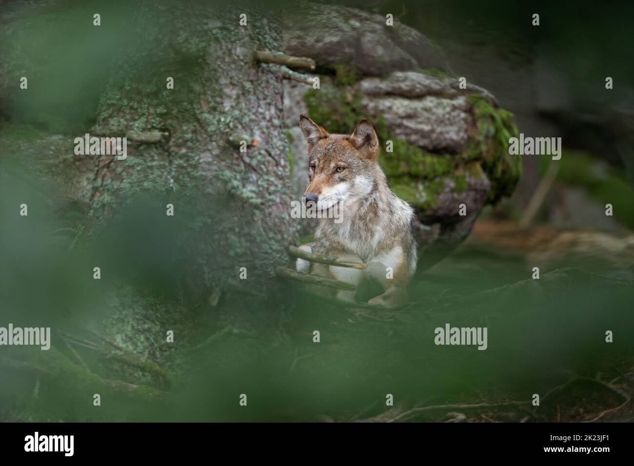 Eurasian wolf, hiding in the forest. Wolf during morning rest. Europe ...