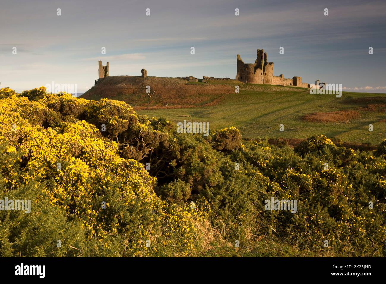 Flowering gorse in front of Dunstanburgh Castle which sits near the ...