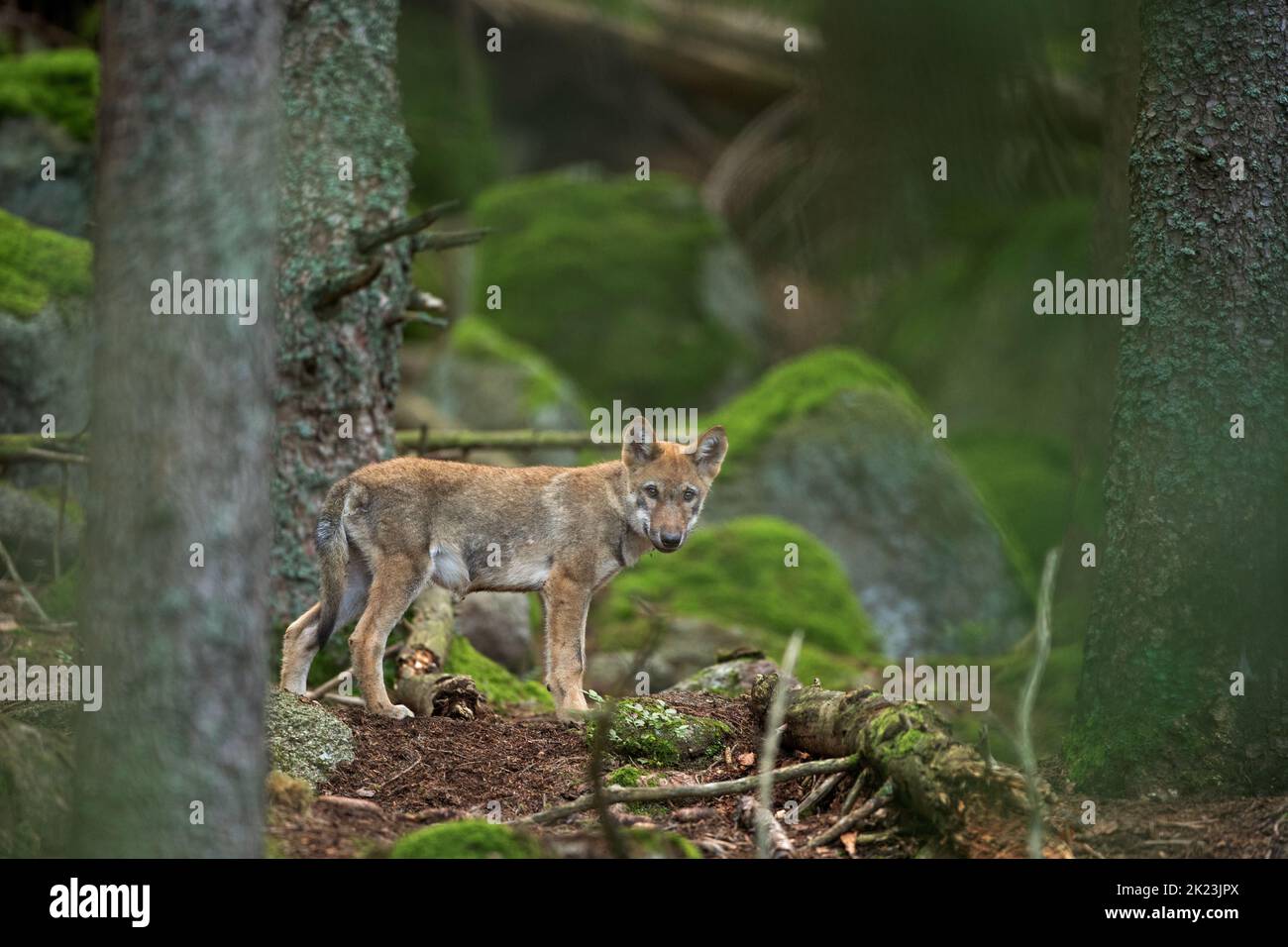 Eurasian wolf, hiding in the forest. Wolf during morning rest. Europe ...