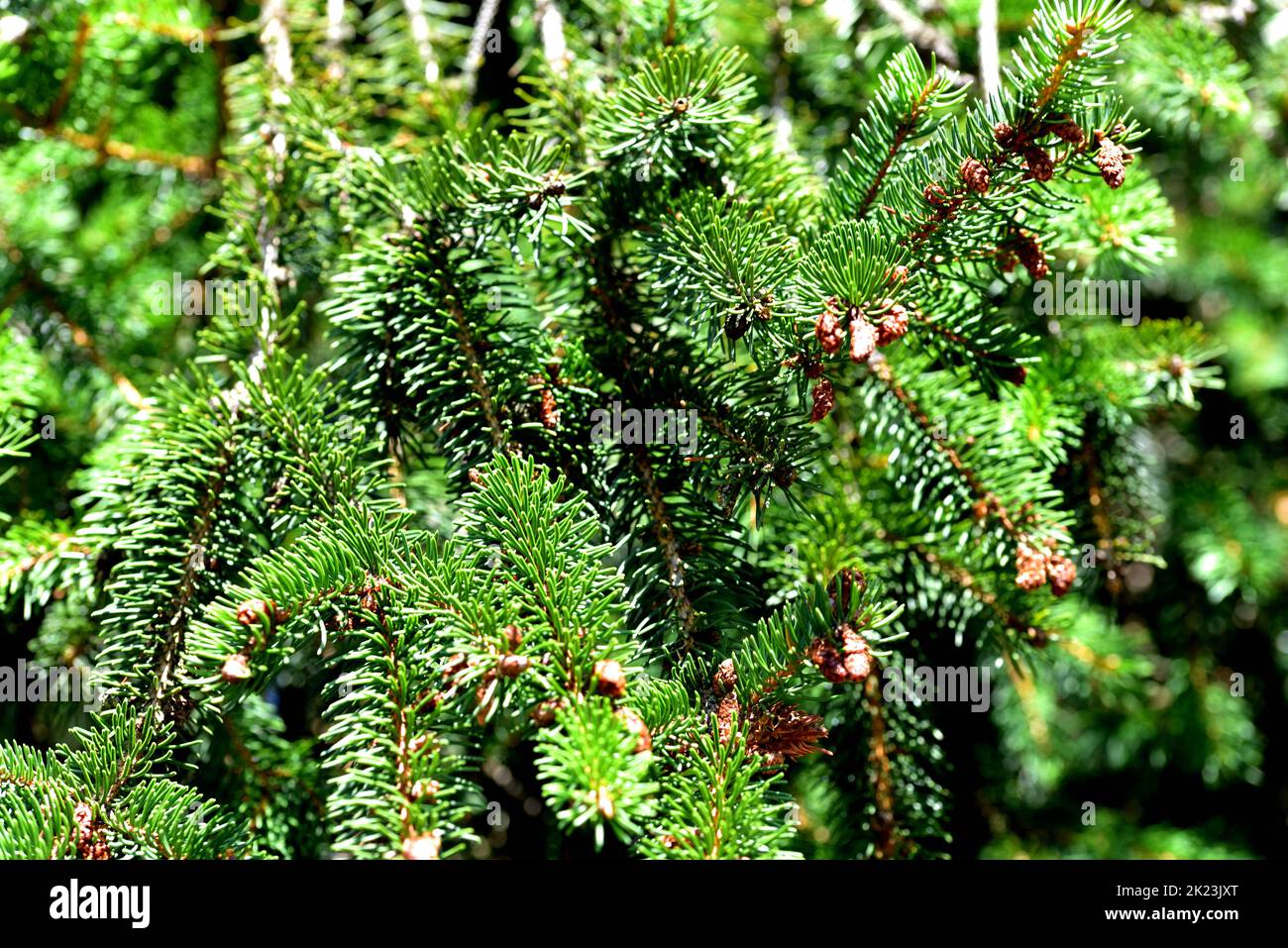 Cluster of twigs hi-res stock photography and images - Alamy
