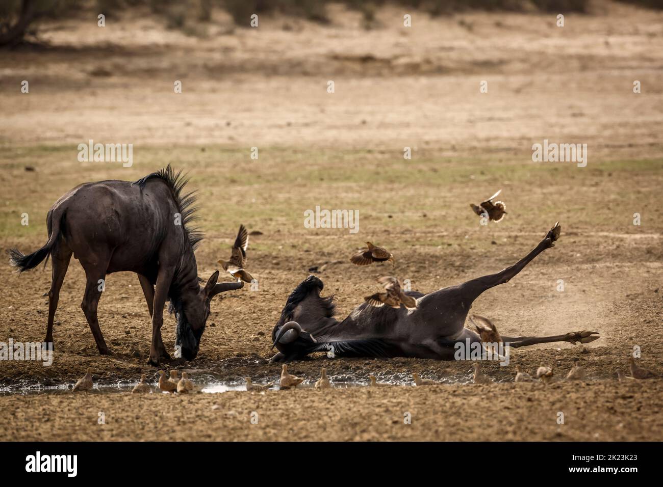 Flying antelope hi-res stock photography and images - Alamy
