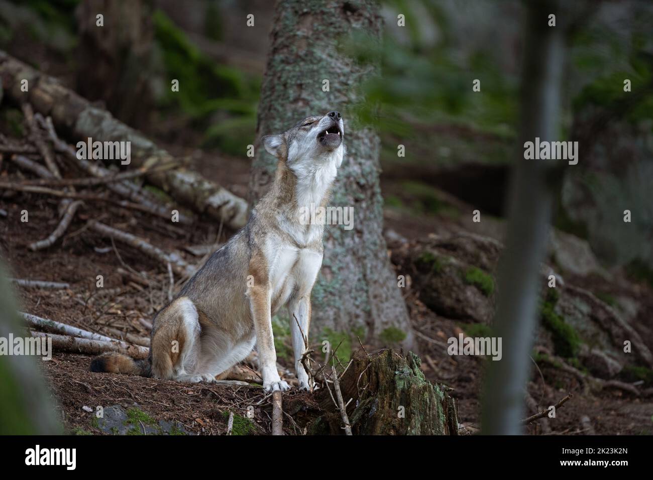 Eurasian wolf, hiding in the forest. Wolf during morning rest. Europe ...