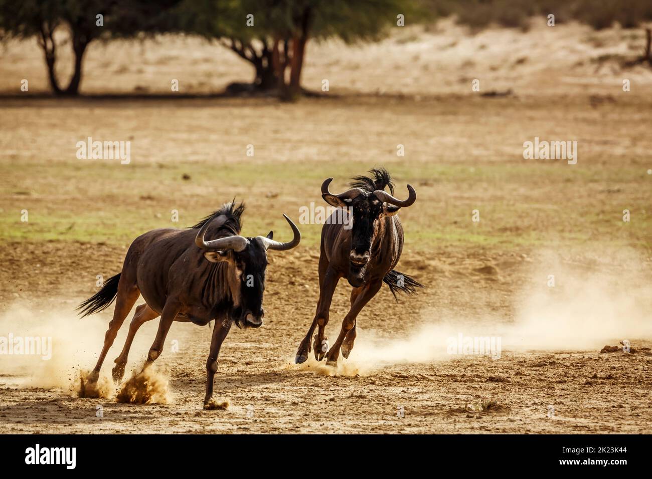 Two Blue wildebeest running after each othe in Kgalagadi transfrontier ...
