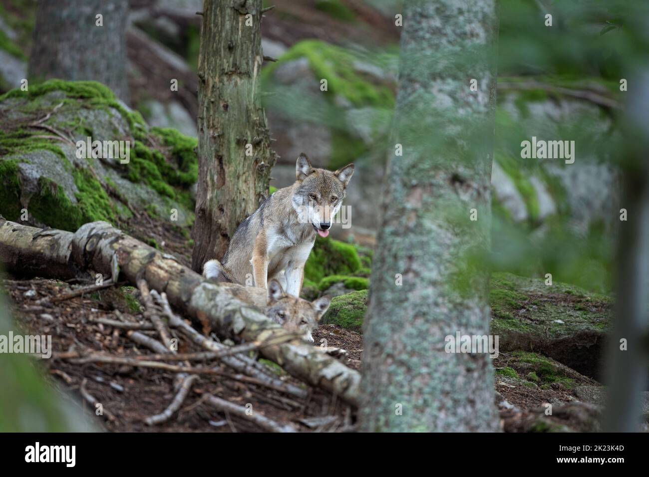 Eurasian wolf, hiding in the forest. Wolf during morning rest. Europe ...
