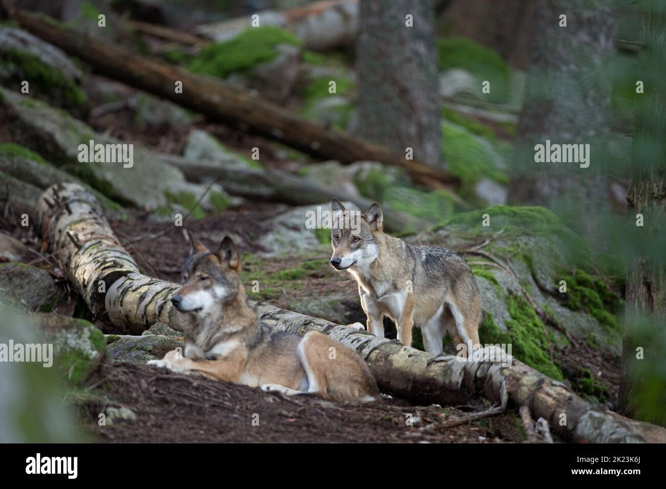 Eurasian wolf, hiding in the forest. Wolf during morning rest. Europe ...