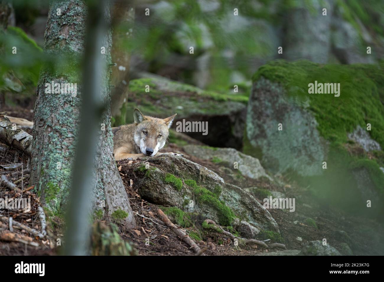 Eurasian wolf, hiding in the forest. Wolf during morning rest. Europe ...