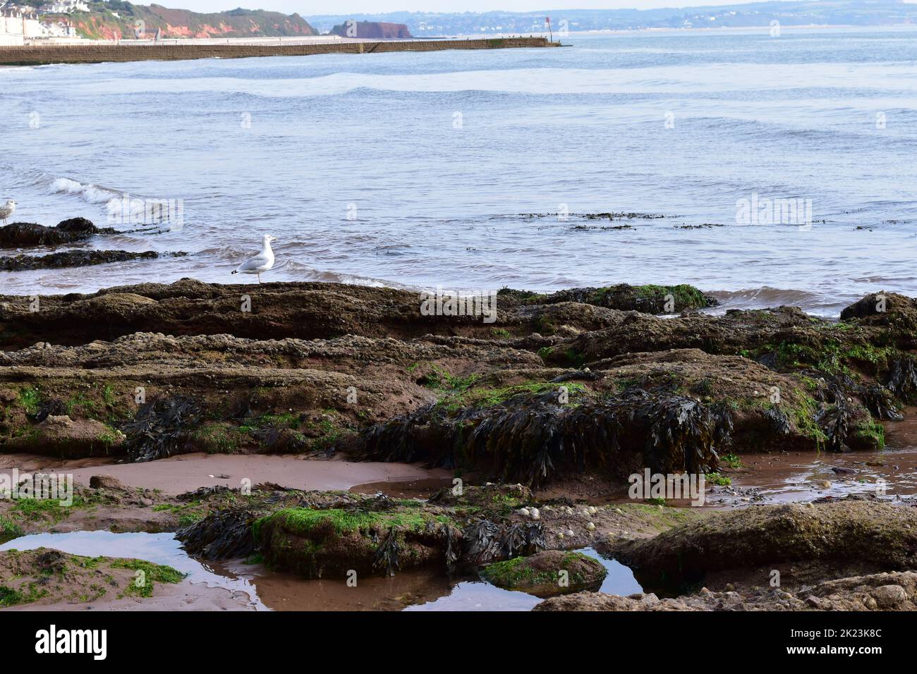 Dawlish devon coastal town hi-res stock photography and images - Alamy