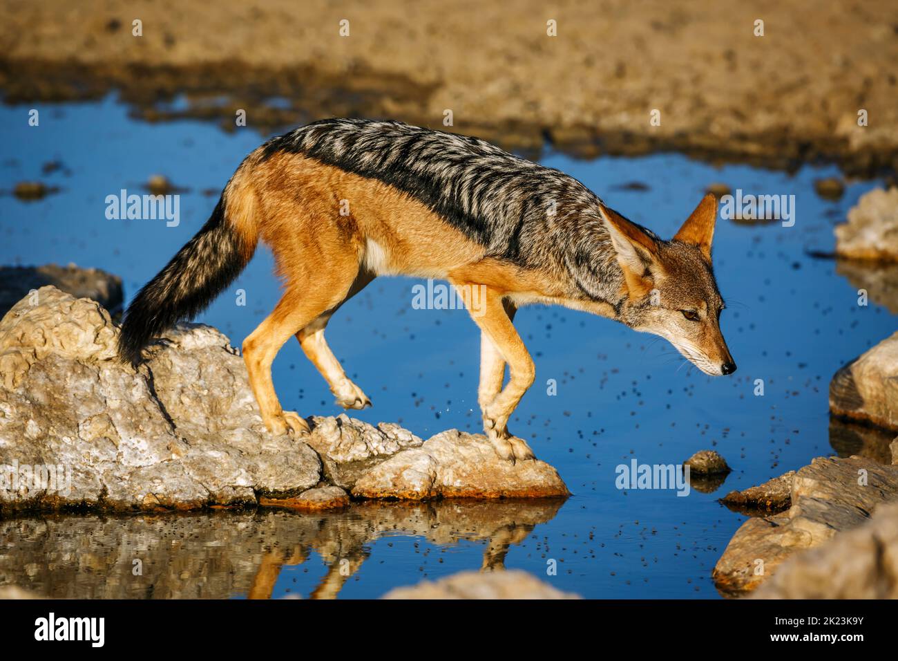 Black backed jackal jump over waterhole in Kgalagadi transfrontier park ...