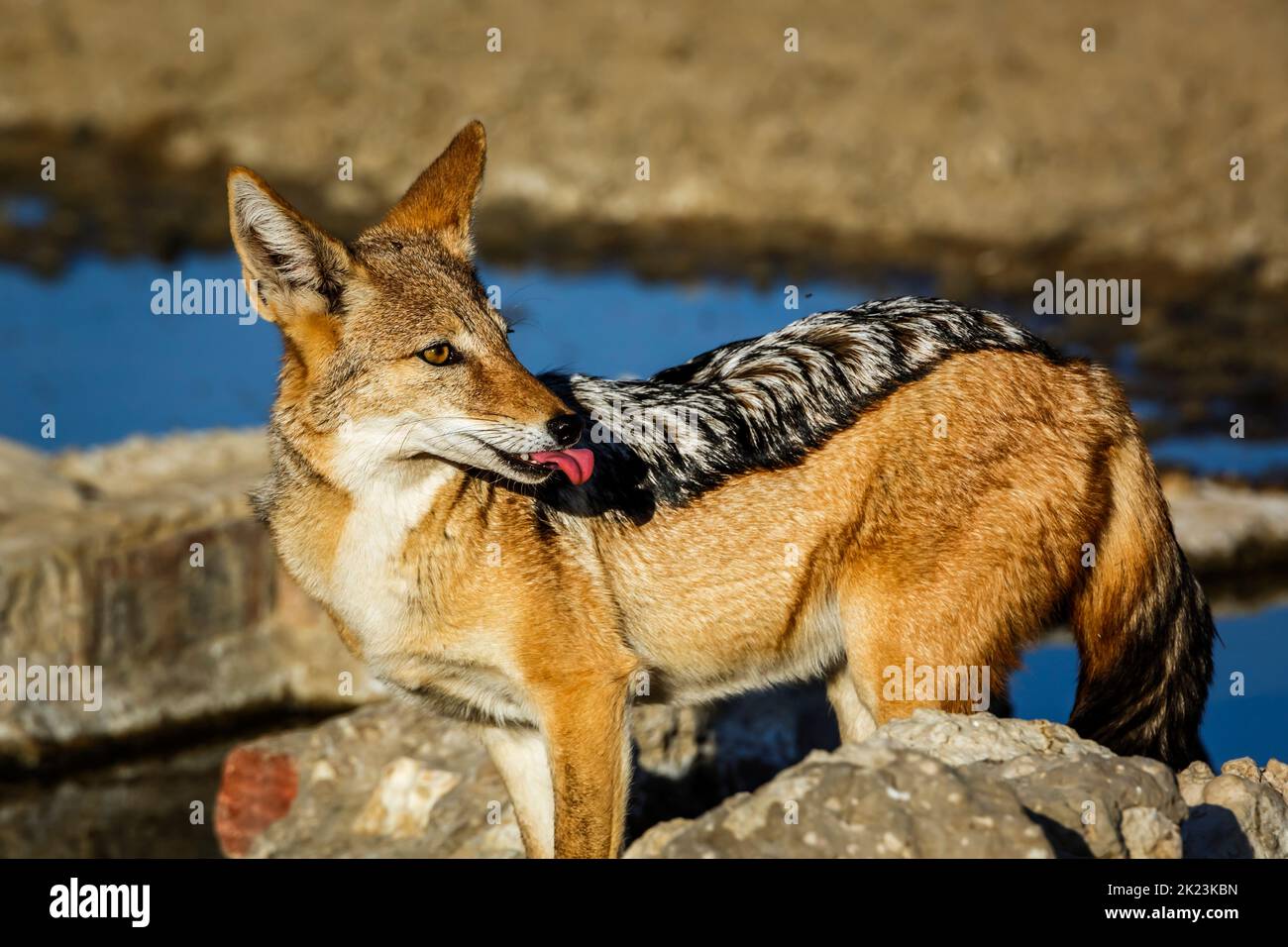 Black backed jackal portrait at waterhole in Kgalagadi transfrontier ...
