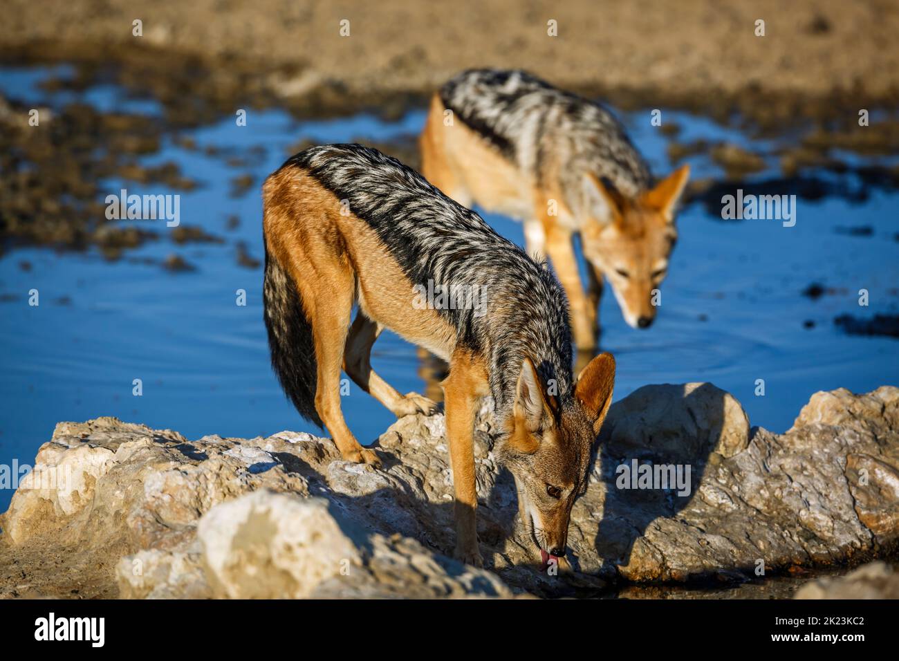 Two Black backed jackal at waterhole in Kgalagadi transfrontier park ...