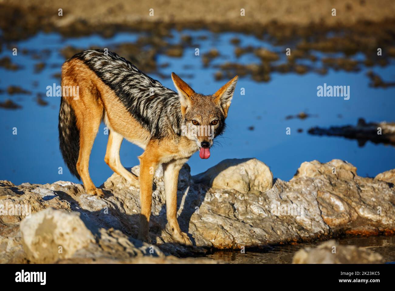 Black backed jackal looking at camera at waterhole in Kgalagadi ...