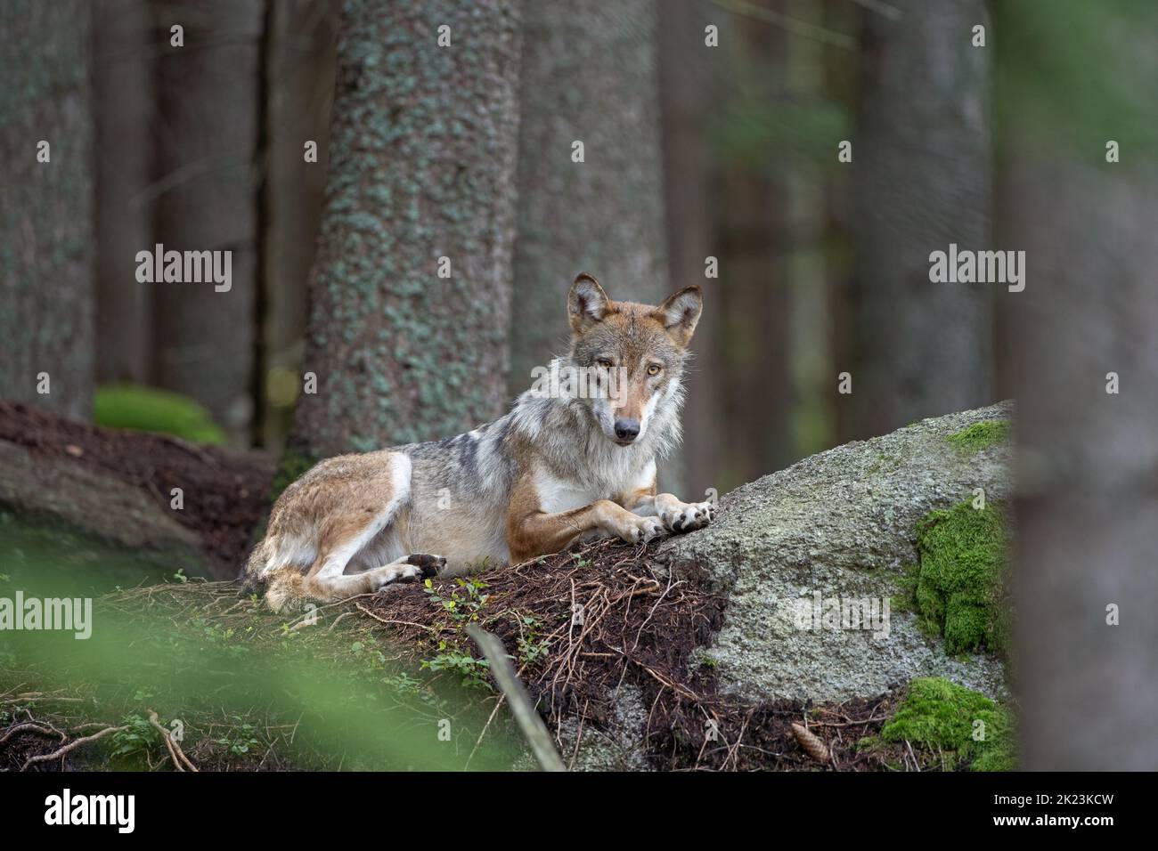 Successful predator hi-res stock photography and images - Alamy