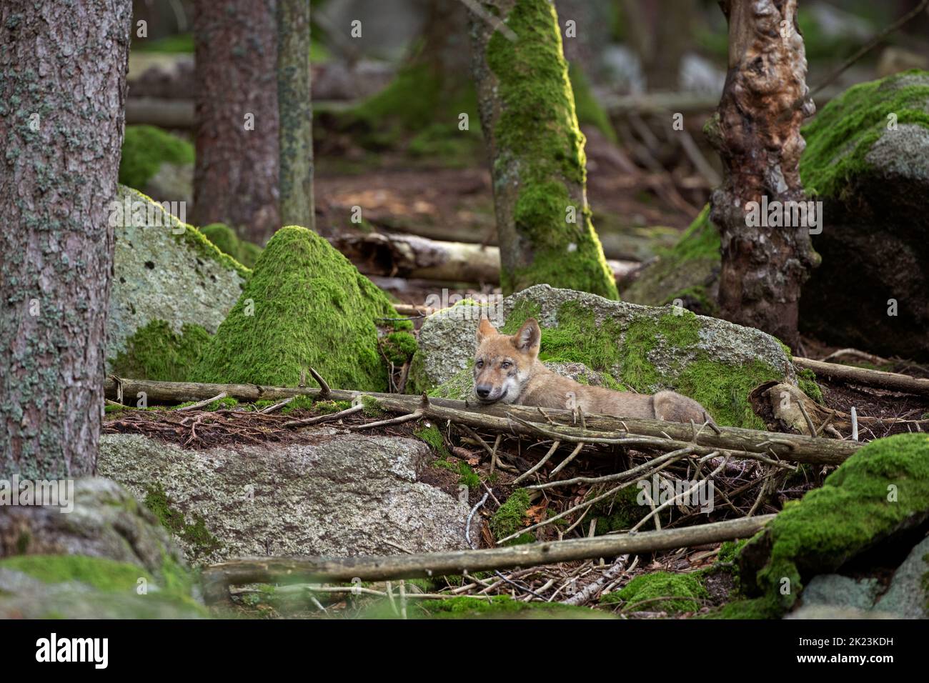 Eurasian wolf, hiding in the forest. Wolf during morning rest. Europe ...