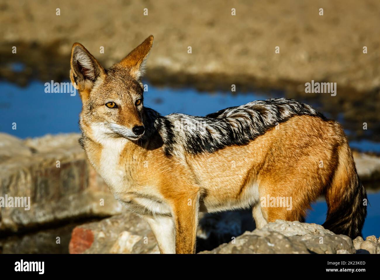 Black backed jackal portrait at waterhole in Kgalagadi transfrontier ...