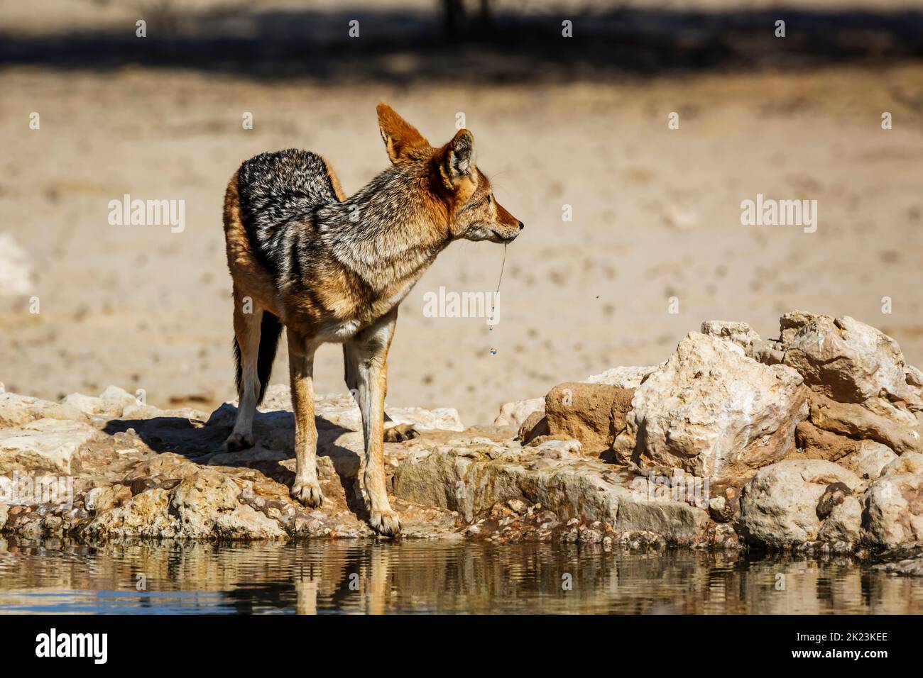 Black backed jackal standing at waterhole after drinking 'çin Kgalagadi ...