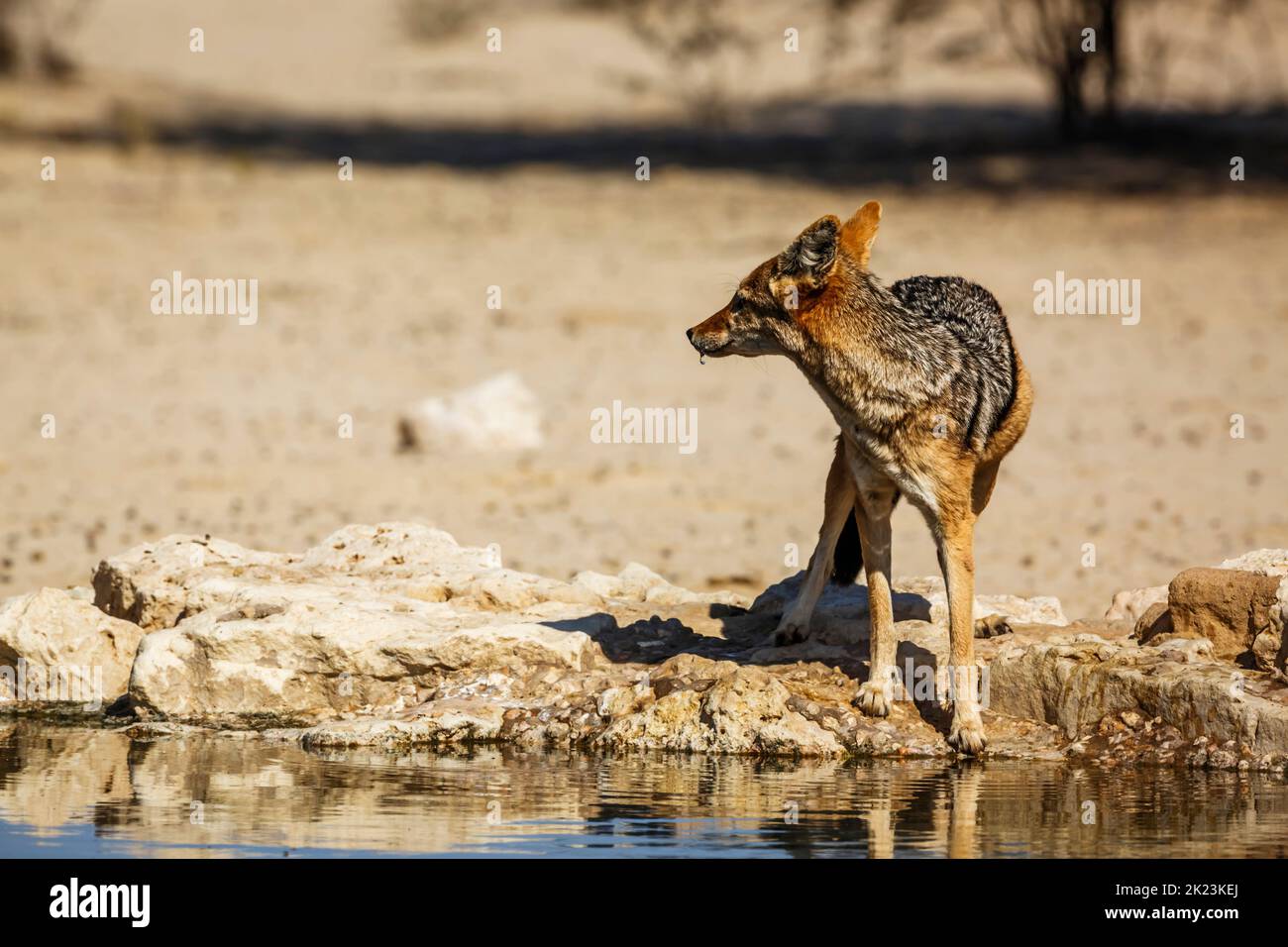 Black backed jackal standing at waterhole after drinking 'çin Kgalagadi ...