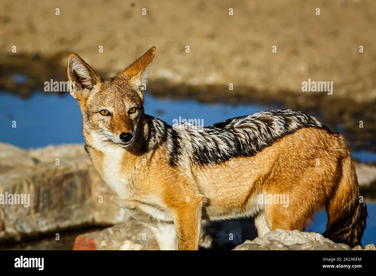 Black backed jackal head botswana hi-res stock photography and images ...