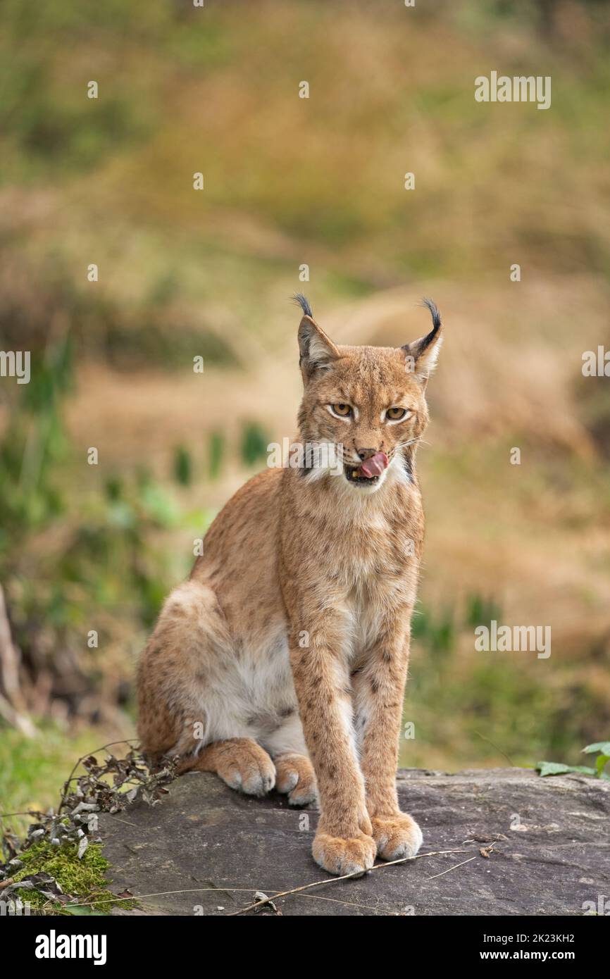 Eurasian lynx, hiding in the forest. Small lynx hiding in the bushes ...
