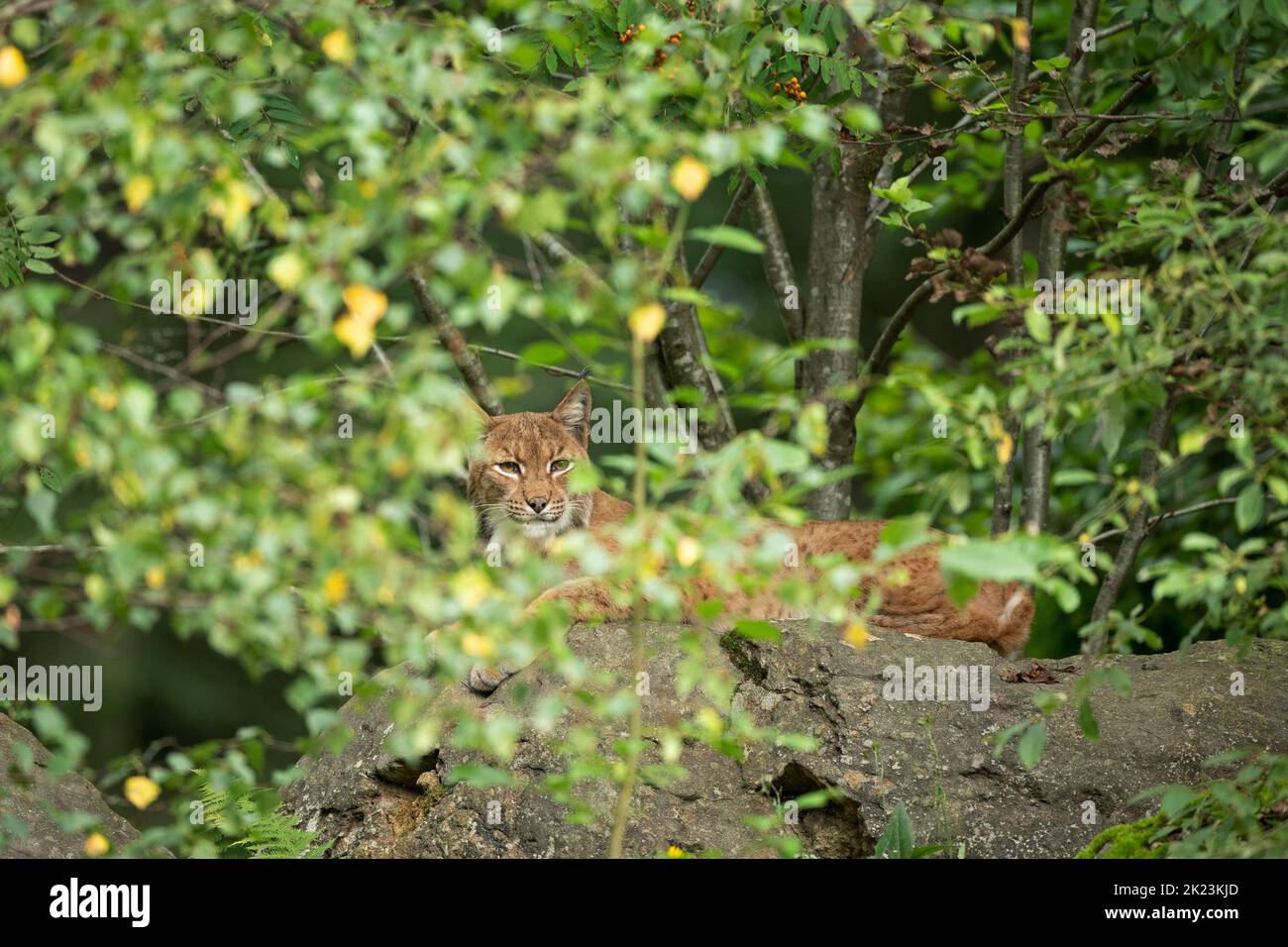 Eurasian lynx, hiding in the forest. Small lynx hiding in the bushes ...