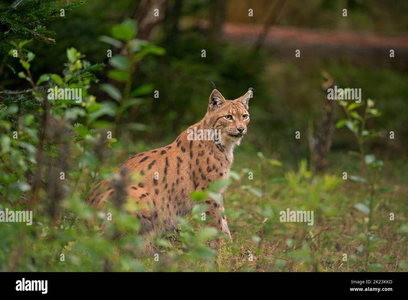 Eurasian lynx, hiding in the forest. Small lynx hiding in the bushes ...