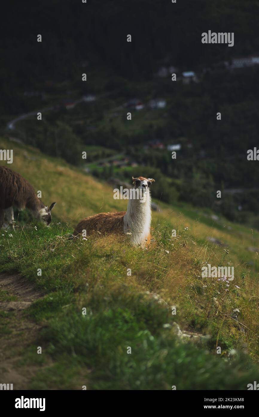Wild lamas hi-res stock photography and images - Alamy