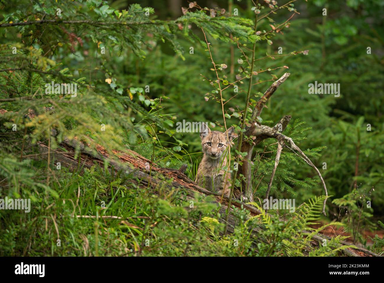 Eurasian lynx, hiding in the forest. Small lynx hiding in the bushes ...