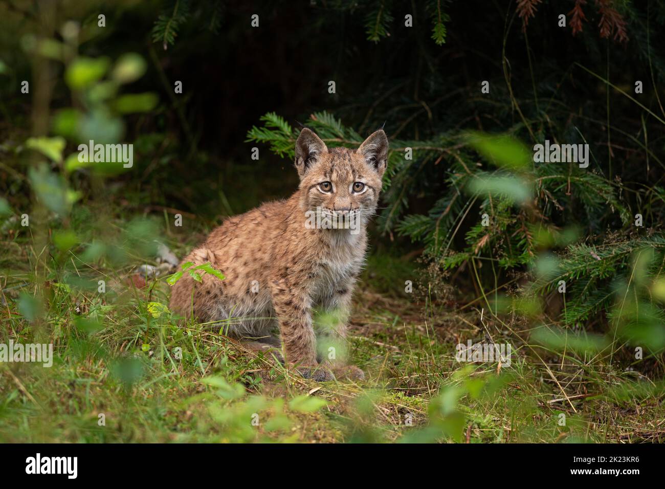 Eurasian lynx, hiding in the forest. Small lynx hiding in the bushes ...