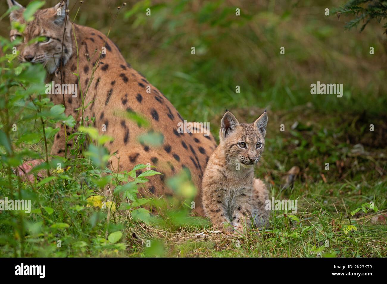 Eurasian lynx, hiding in the forest. Small lynx hiding in the bushes ...